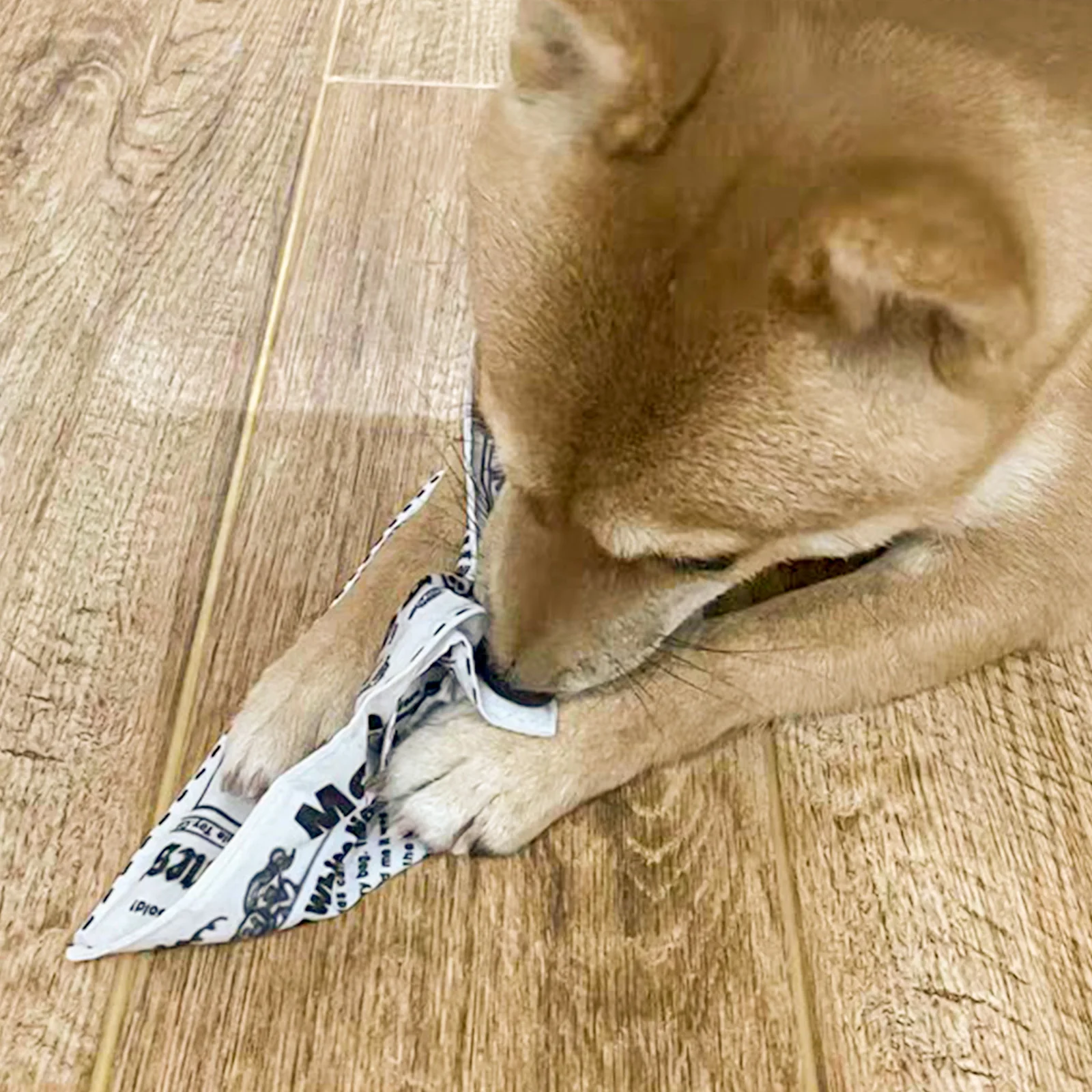 Newspaper Dog Toy | That's So Fetch!