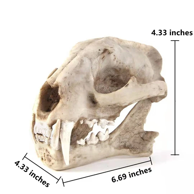 Clouded Leopard Skull