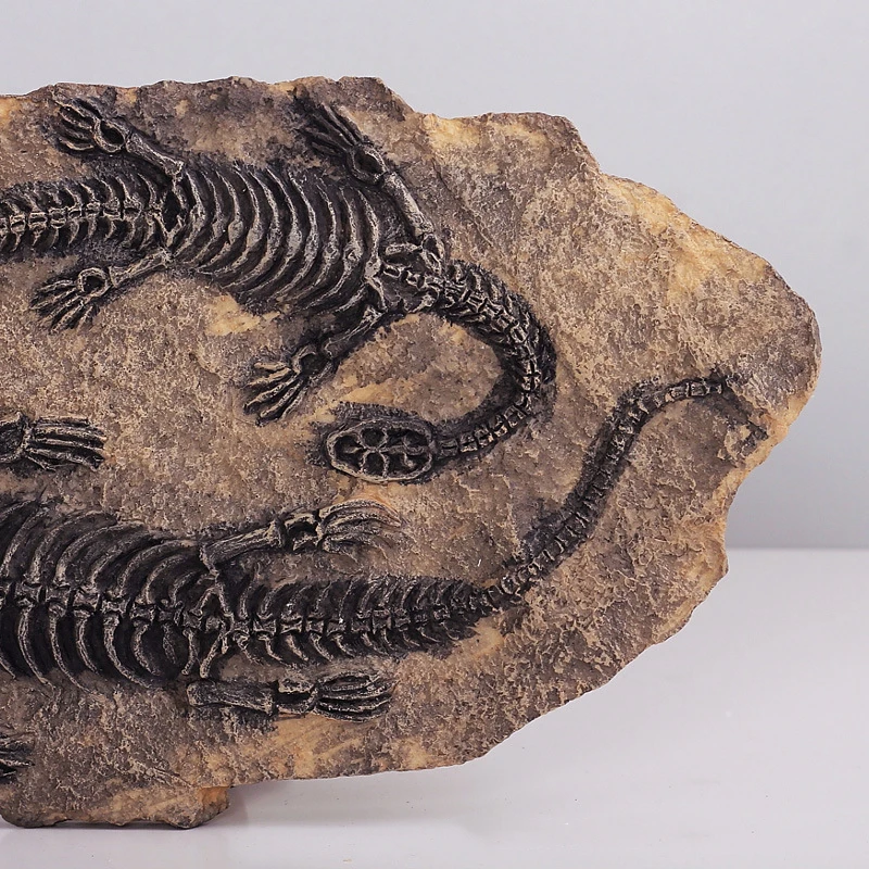 Animal Fossils For Kids