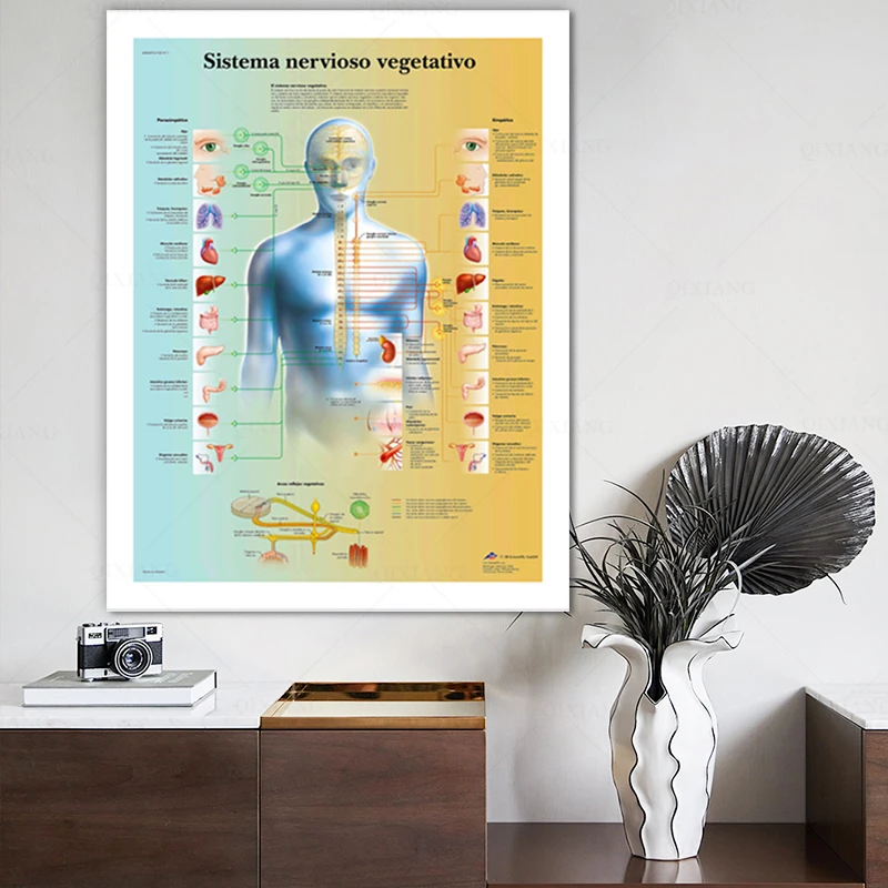 Human Skeleton Anatomy Poster Skeletal System Chart Wall Art Body ...