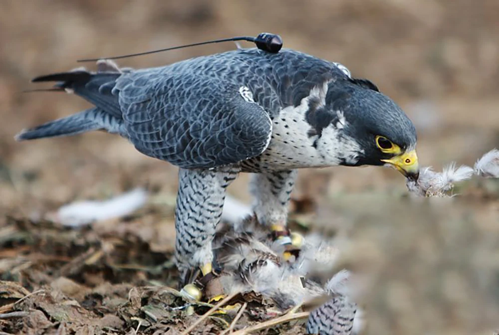 Falcon Eagle Hawk Marshall Tracker Unmanned Aerial Vehicle GPS Locator ...