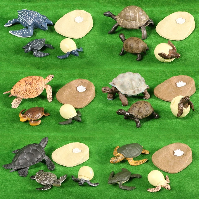 Pond Turtle Life Cycle