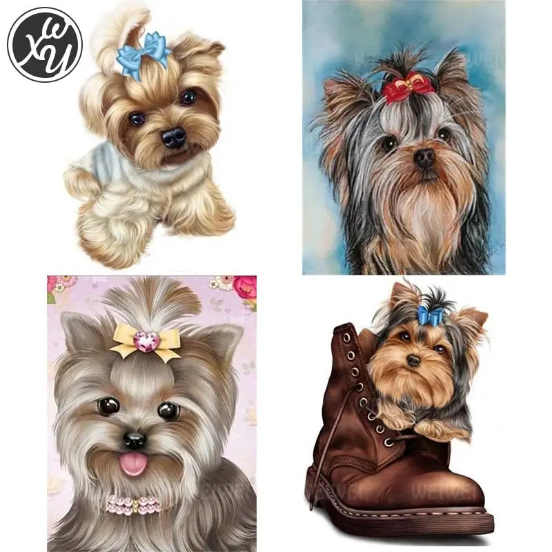 Teacup Yorkie Adults