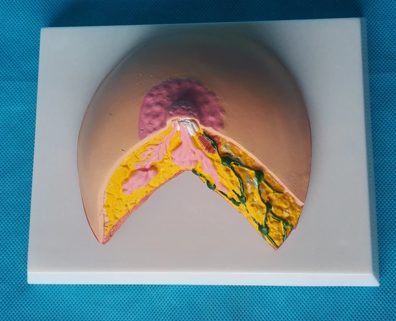 Modelo-de-anatom-a-de-pecho-para-mujer-modelo-anat-mico-de-pecho-para ...