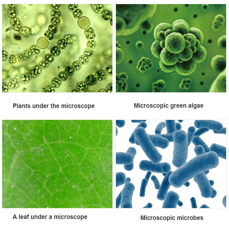 Algae Under Microscope 100x
