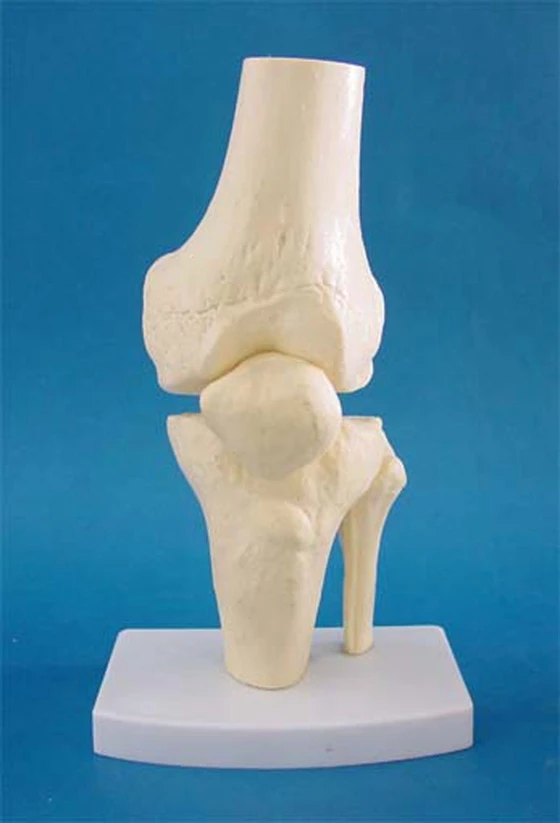 1:1 Humans Skeleton Model Knee Anatomical Model Adult Knee Joint ...