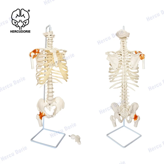 Anatomie De La Colonne Vertébrale Humaine