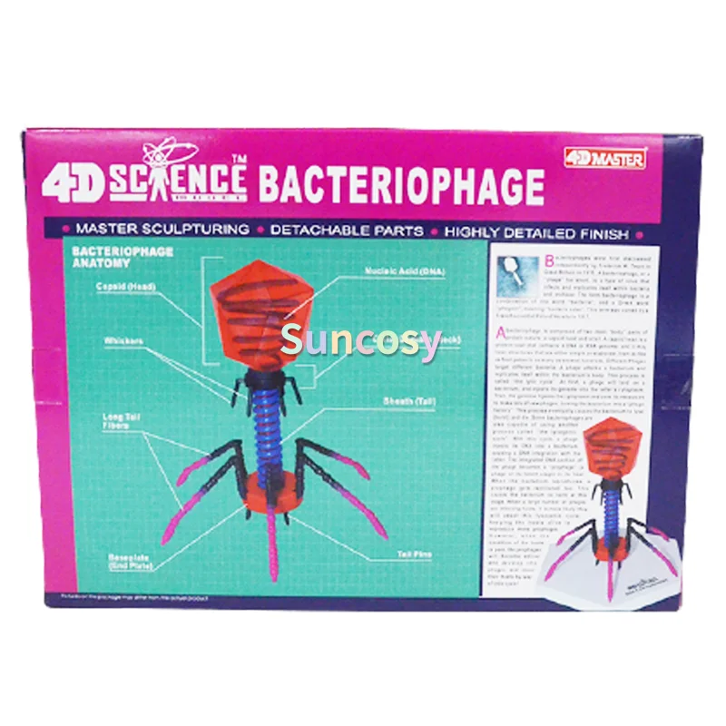 Bacteriophage Model