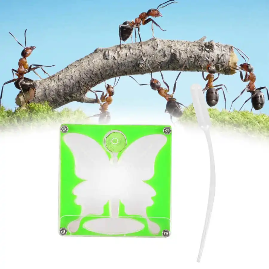 Insect Box Mini Ants Nest Ant Farm Acrylic Gypsum for Young Queens and ...