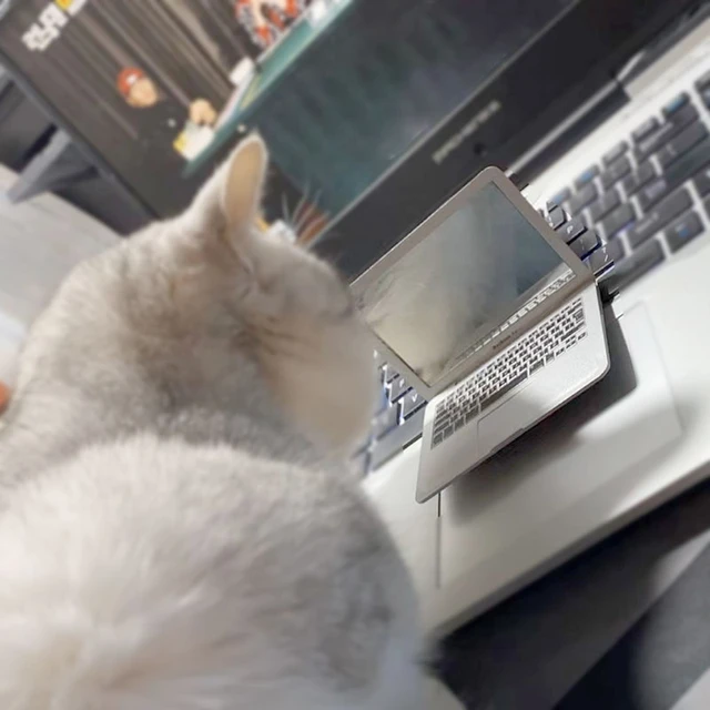 Cat Laptop Gif