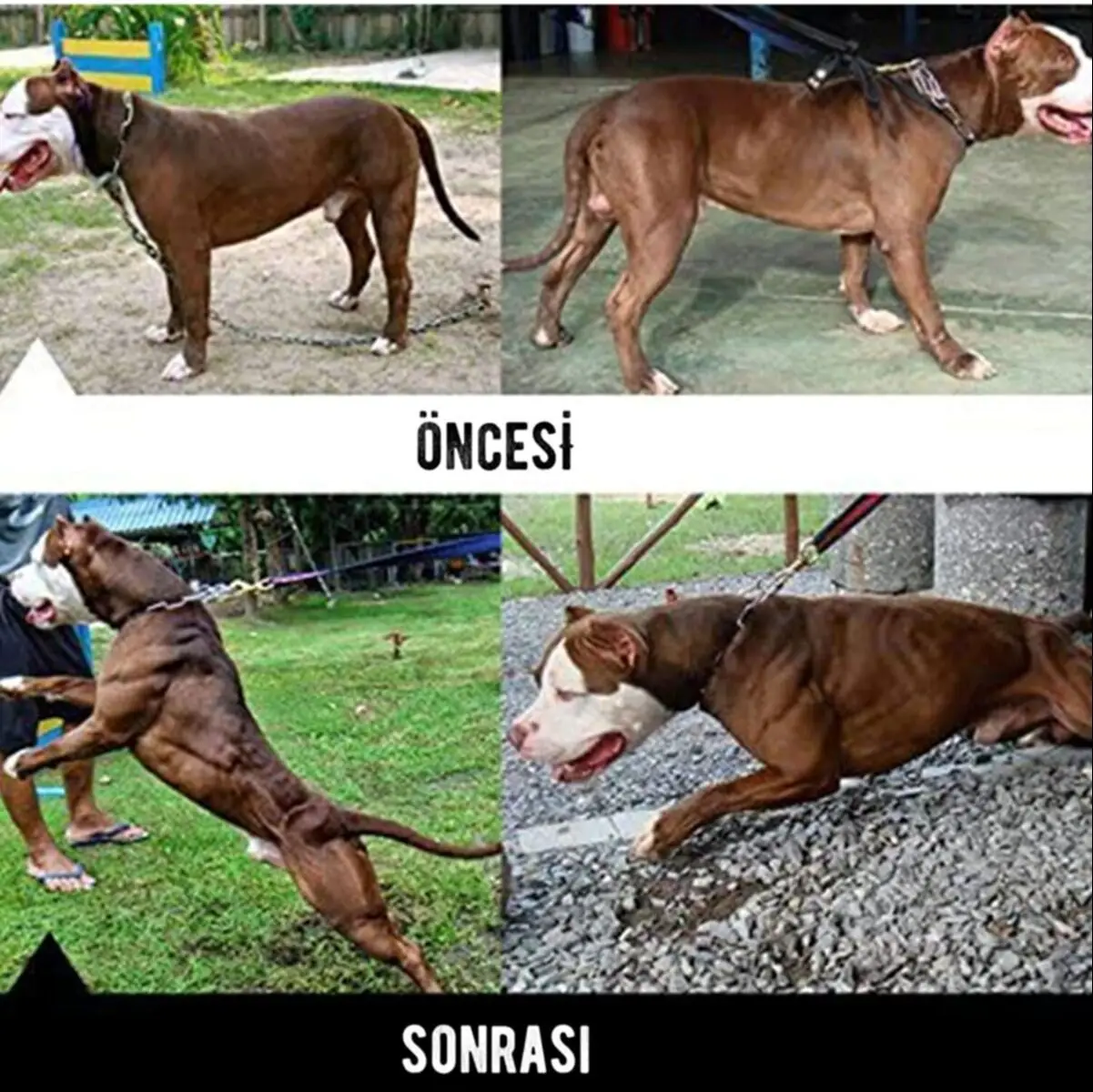 Pitbull Dog Muscle Building