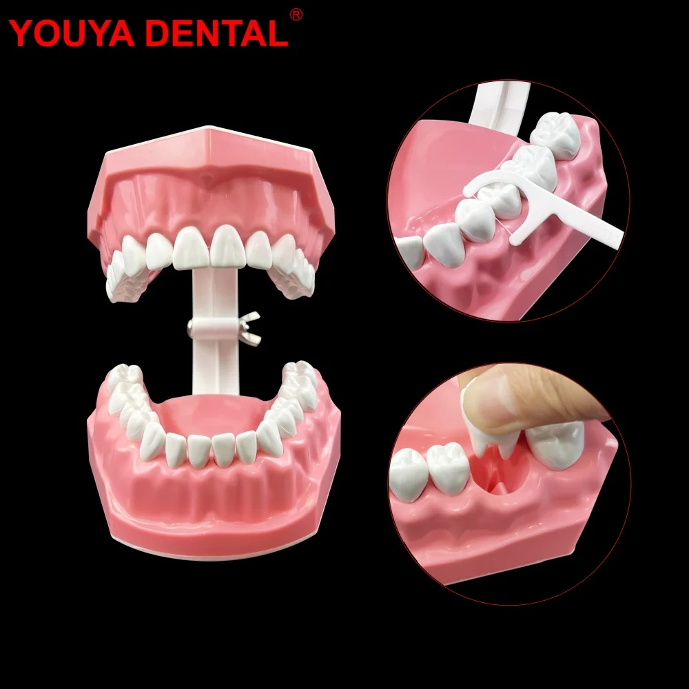 1pcs-Plastic-Removable-Teeth-Model-Dental-Model-Teeth-Teaching-Model ...