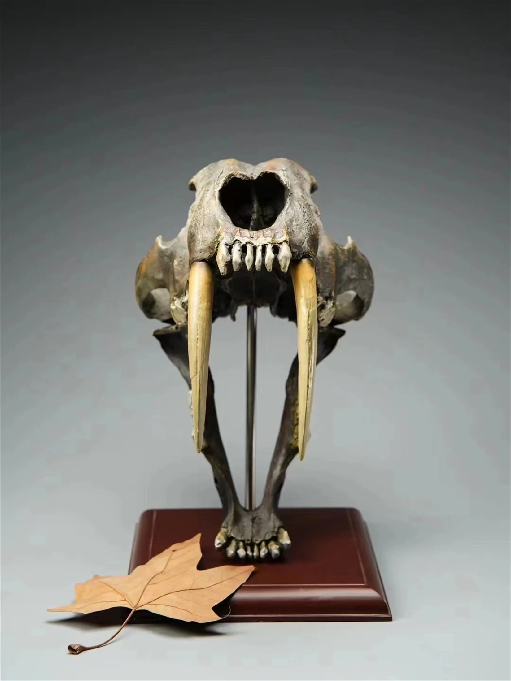 1-1-Scale-Smilodon-Skull-Model-Realistic-Tar-Pit-Edition-Collection ...