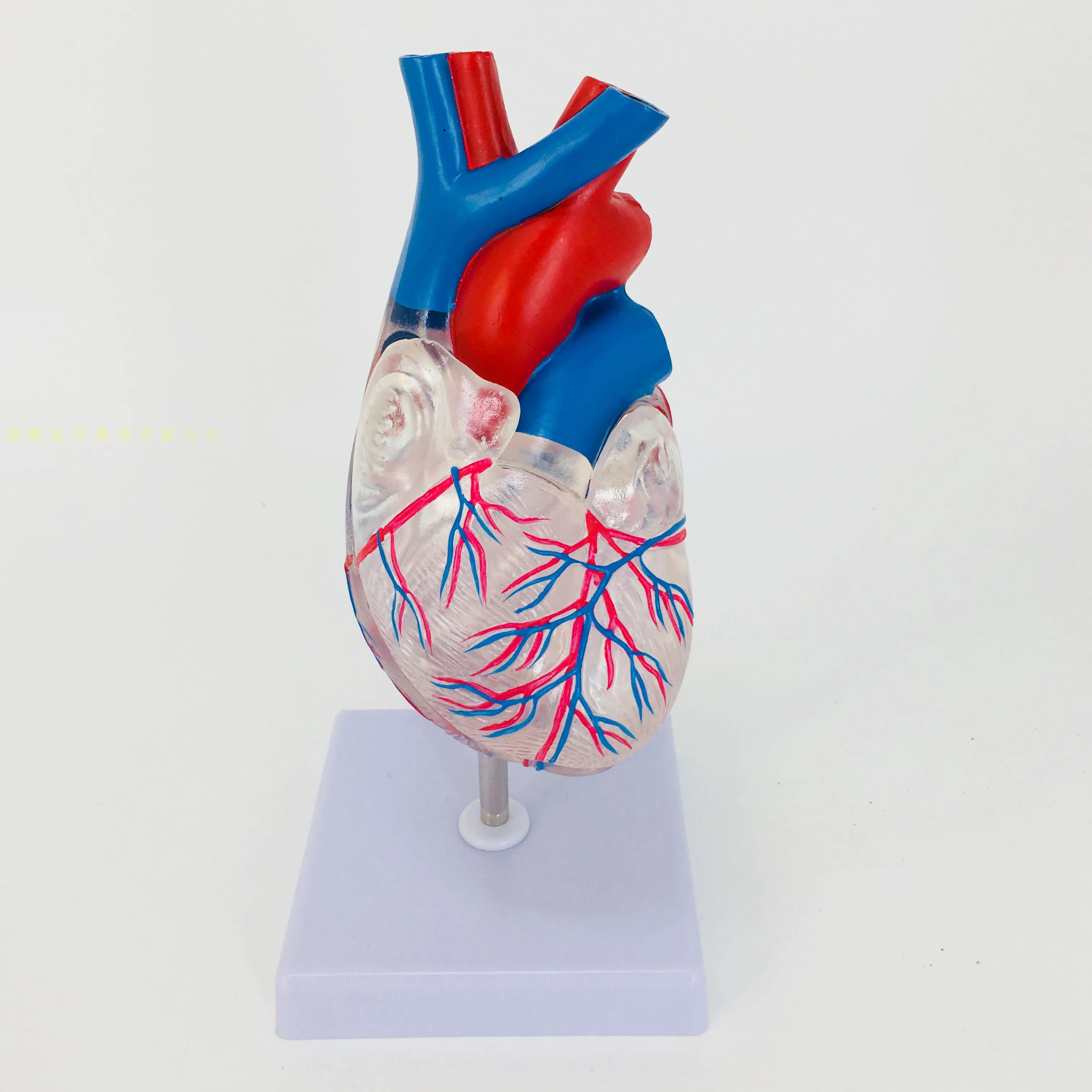 human-long-tube-heart-Anatomy-model-natural-large-transparent-heart ...