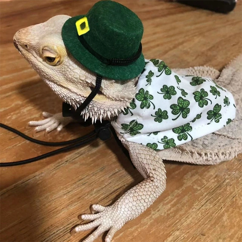 Cute Bearded Dragon Costumes