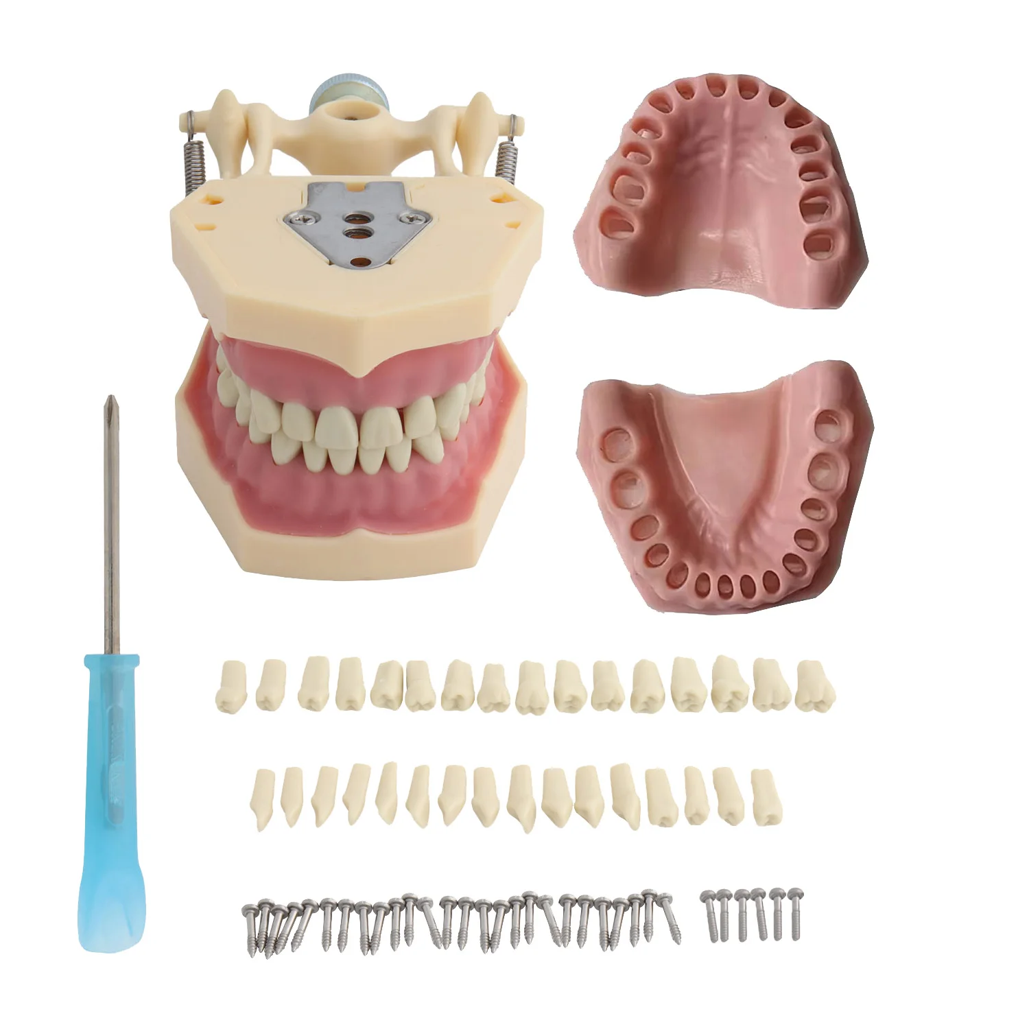 Dental Model Teeth Model Fit Frasaco Dental Teaching Tooth Model ...