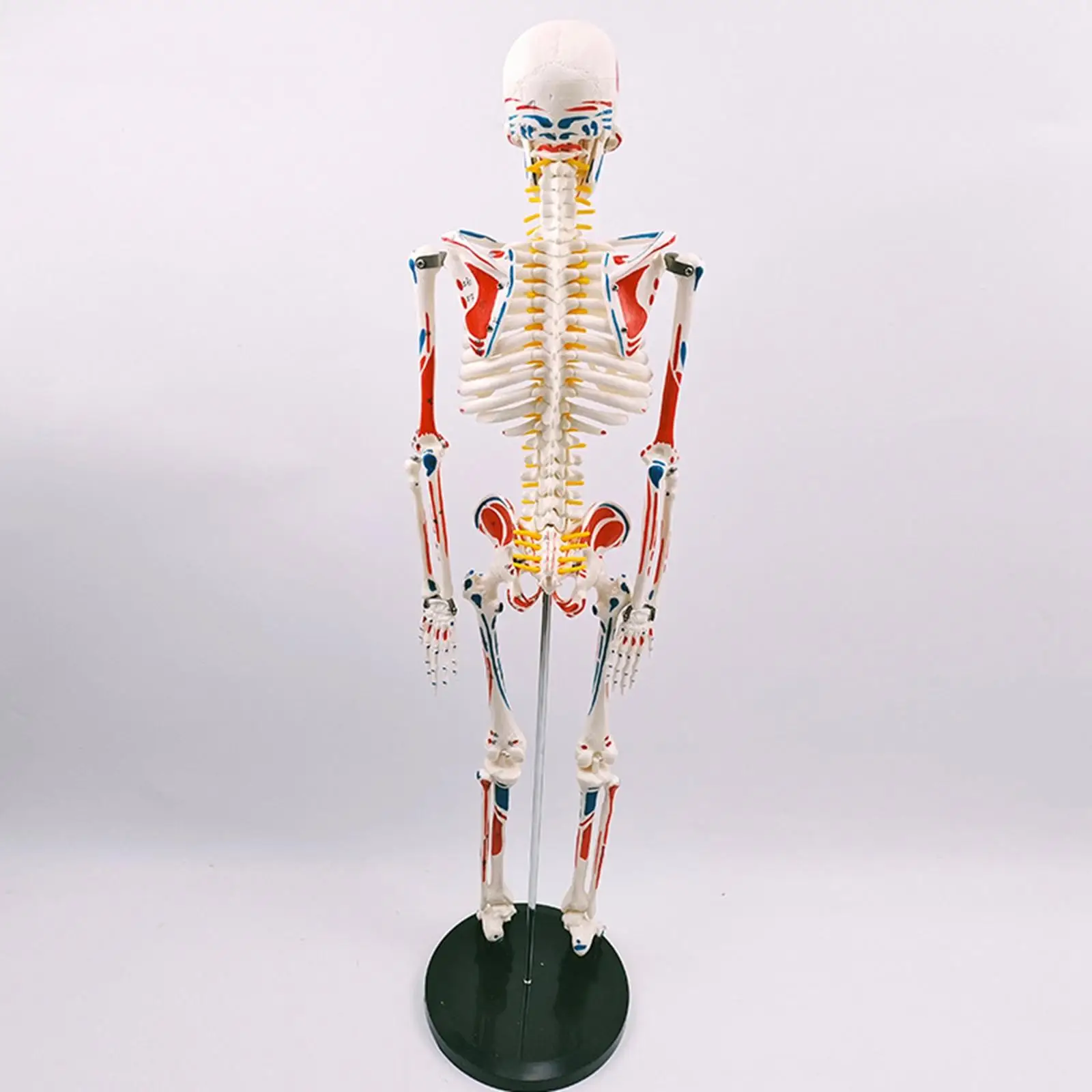 Human Skeleton Model Labeled