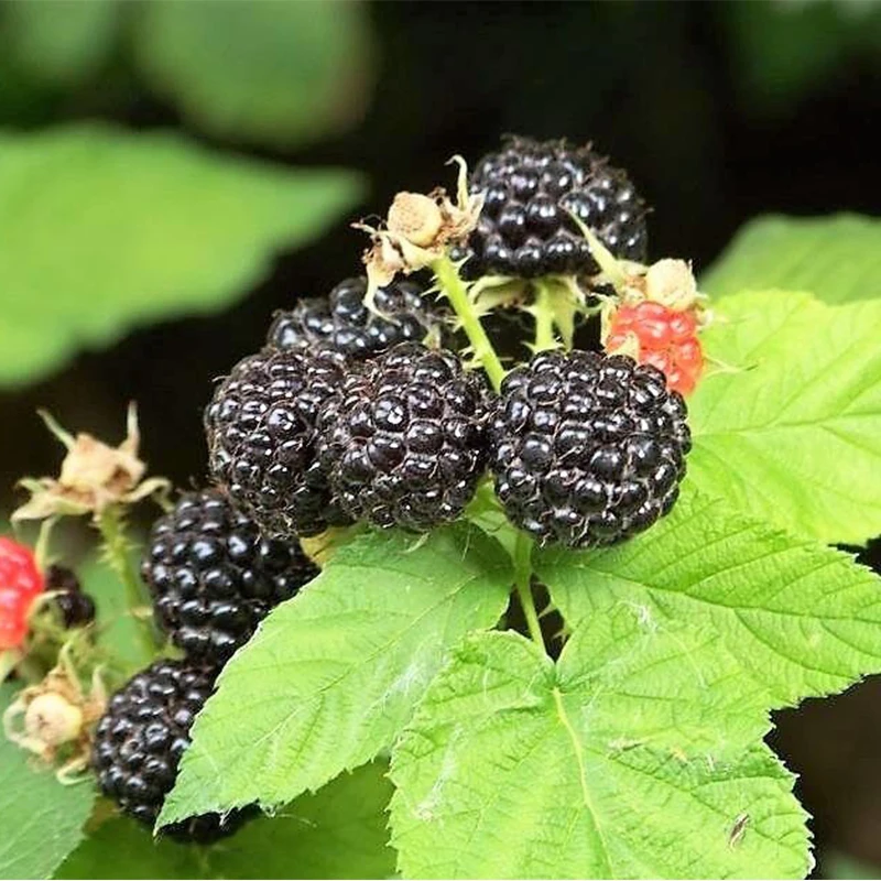 4Types-20Pcs-Red-Dwarf-Pitaya-Dragon-Fruit-Seeds-White-Mulberry-Seeds ...