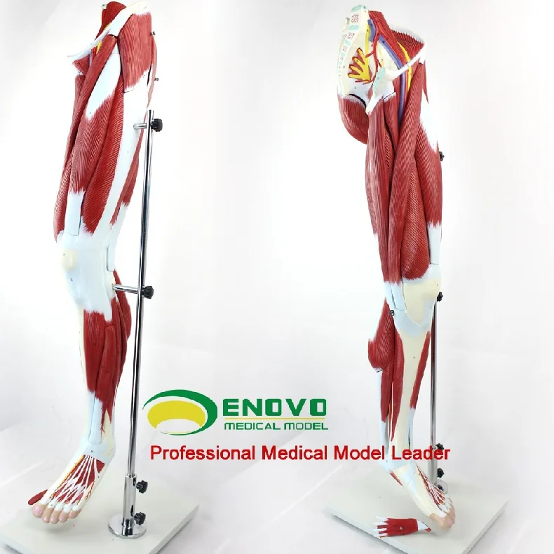 Enovo-Lower-Limb-Muscle-Vascular-Nerve-Model-Leg-Muscle-Anatomical ...