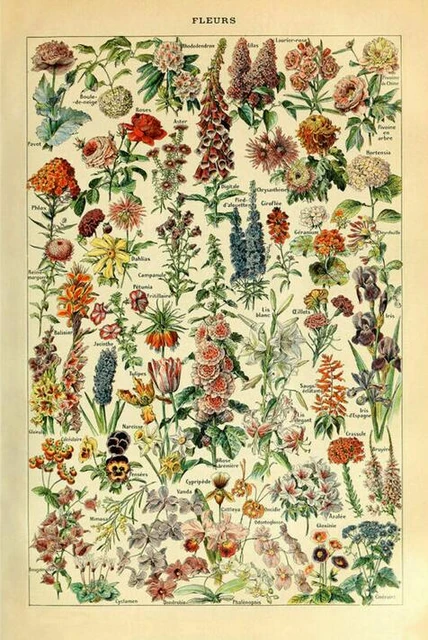 Vintage Biology Posters