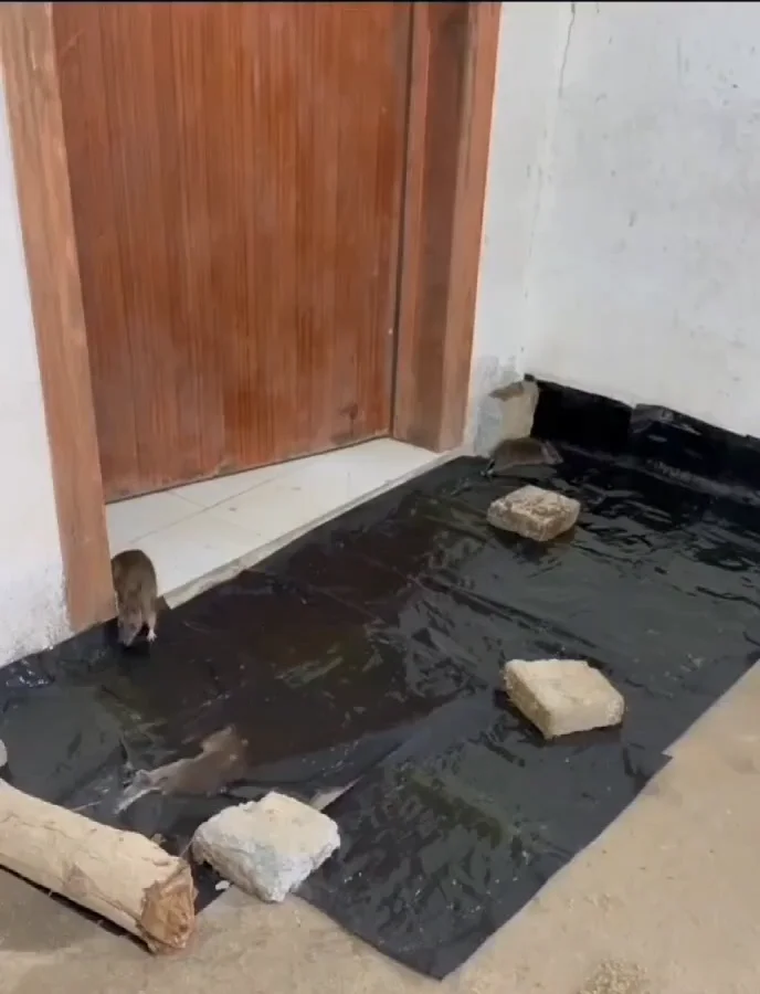 120x28cm Extra-Large Rat Killer Glue Mat | Strong Mouse & Mice Trap ...