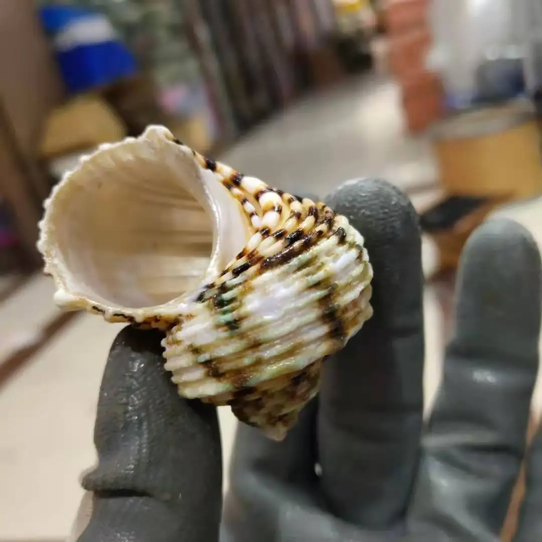 Silver-Mouth-Green-Screw-Natural-Conch-and-Shell-Hermit-Crab-Shell-Fish ...