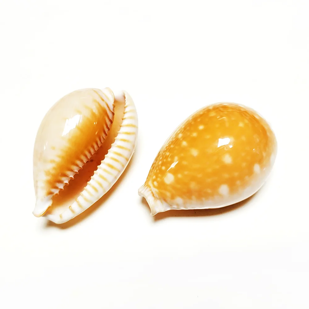1-PC-Great-Spotted-Cowrie-Shell-Rare-Perisserosa-Guttata-For-Collection ...