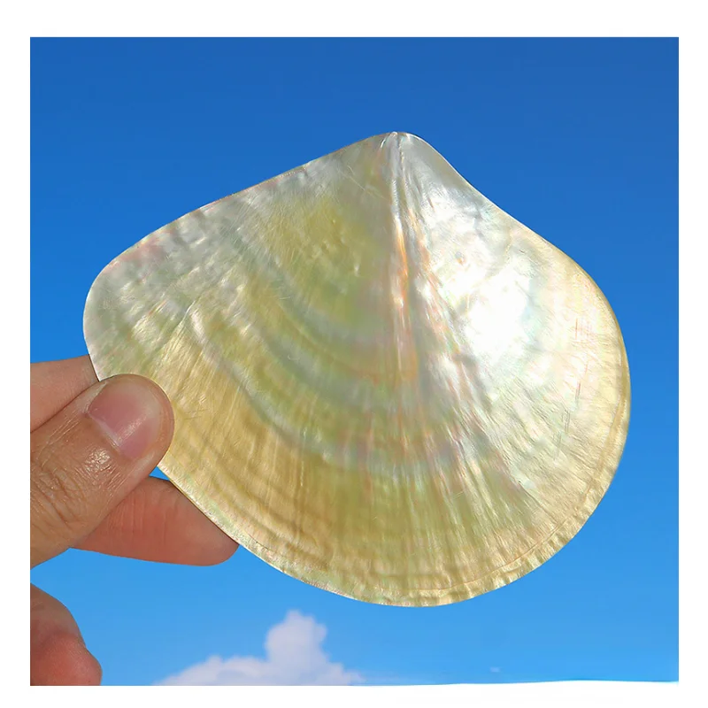 Pearl Oyster Shell