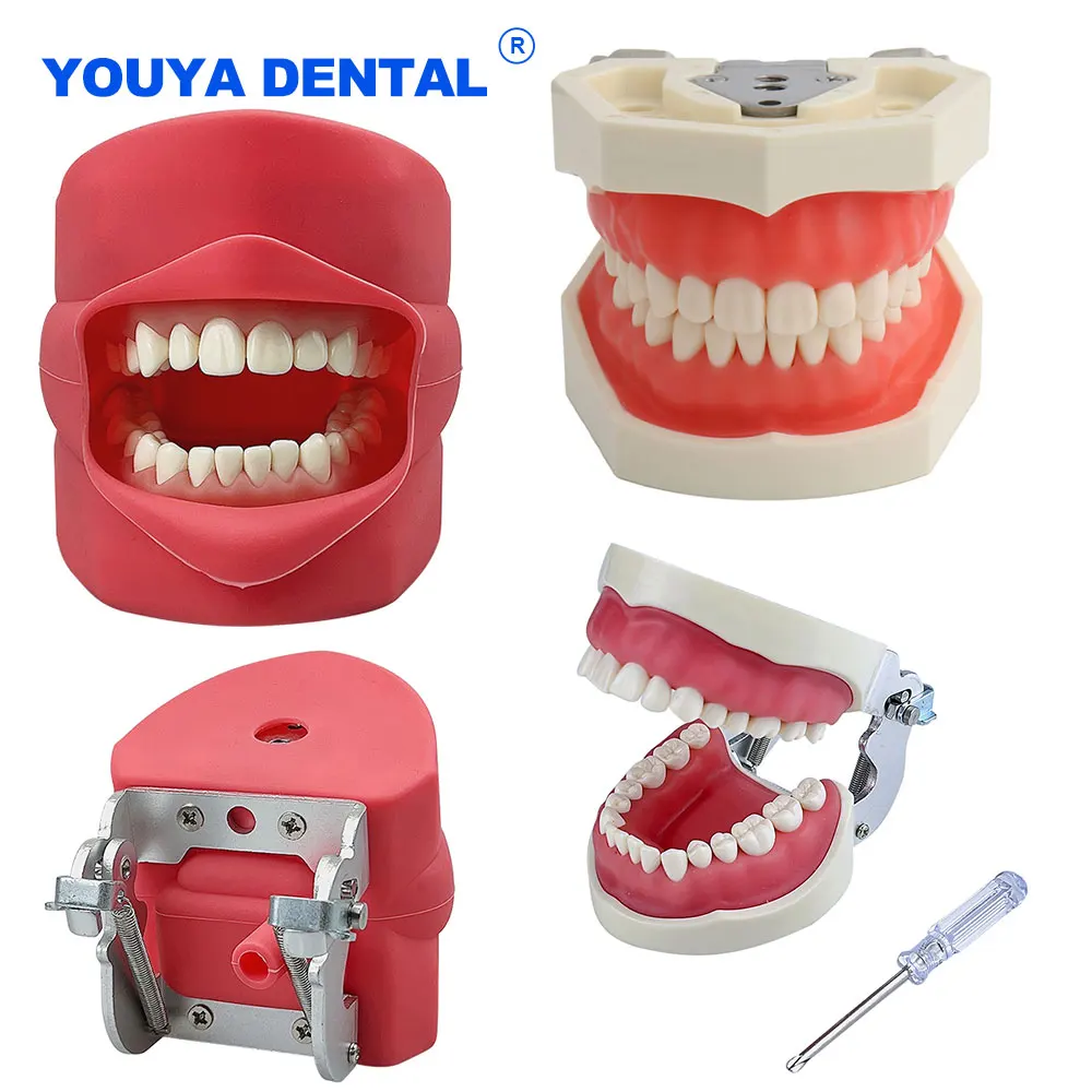 Dental-Teeth-Model-Practice-Jaw-Typodont-Head-Model-Training-Simulation ...