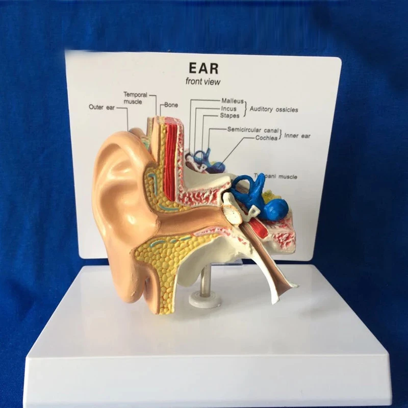 Ear Model Labeled