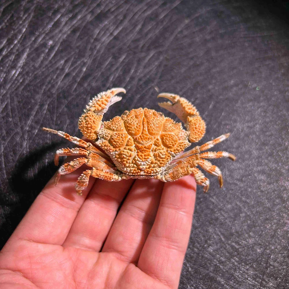 Demania scaberrima,Rough Scaled Crab Specimen Handmade Educational ...