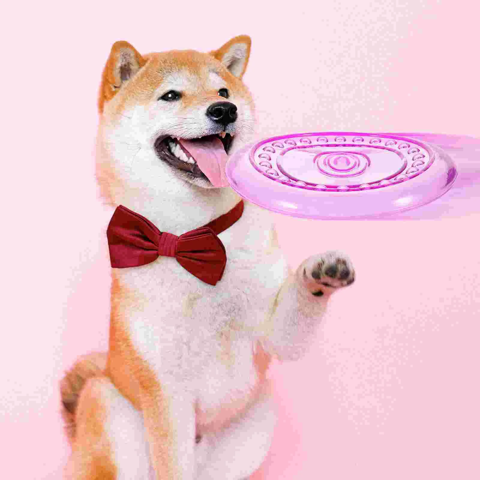 Dog Hit By Frisbee