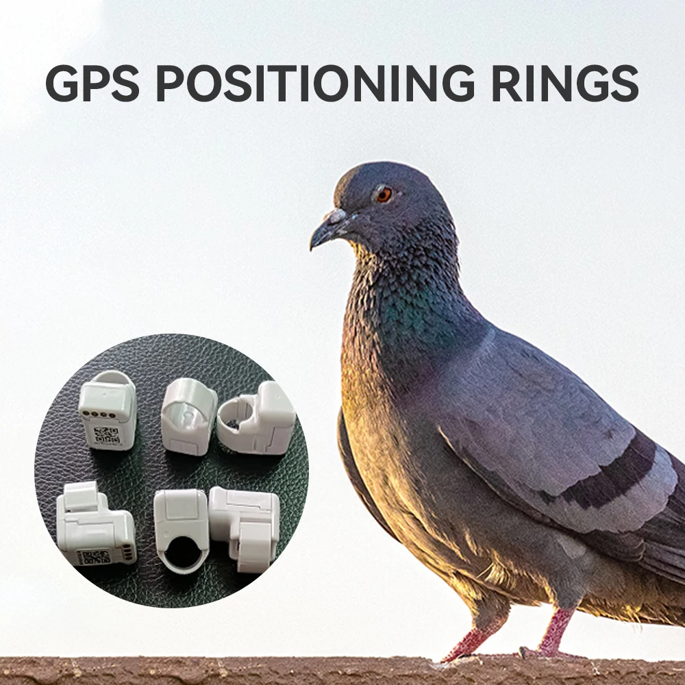 5g-Lightweight-Ring-Gps-Positioning-Pigeon-Ring-Real-Time-Tracking ...