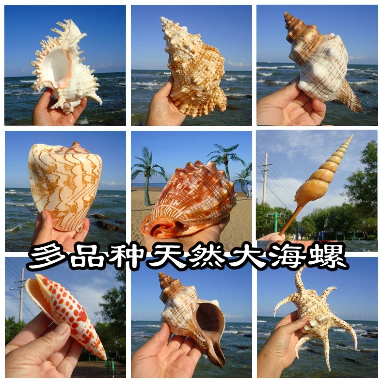 Natural-Sea-Snail-Shell-Thousand-handed-Frog-Snail-Snail-Fish-Tank ...
