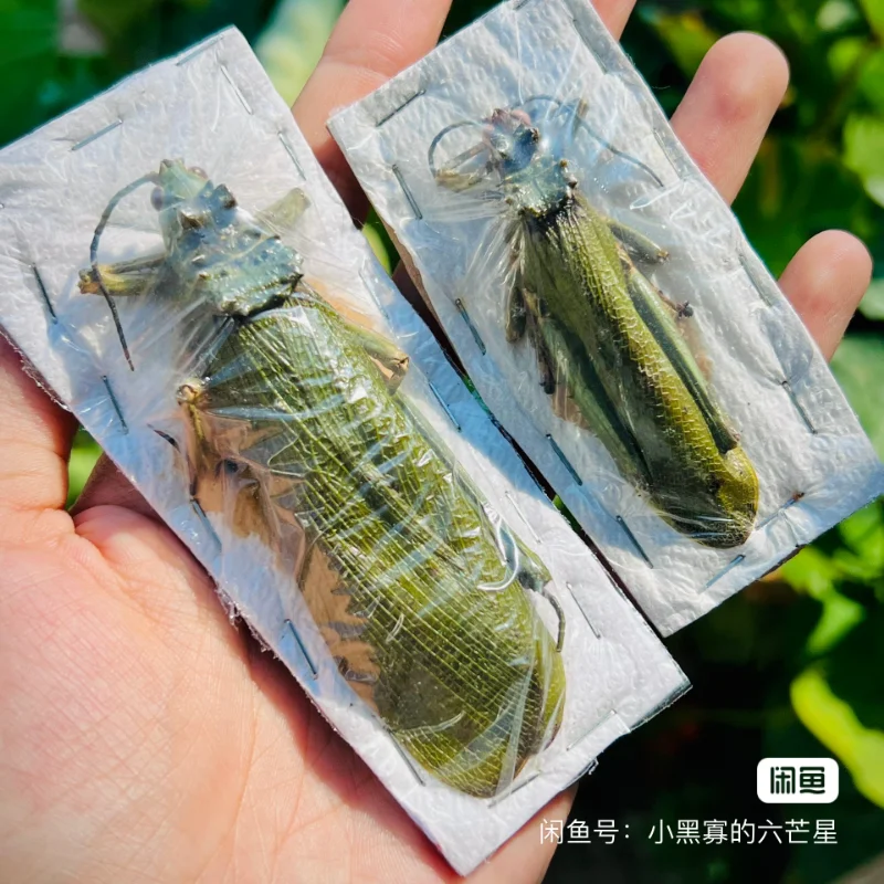 Phymateus-viridipes-Giant-Green-Tooth-Locust-Green-Milkweed-Venomous ...