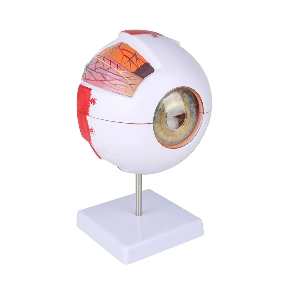 Anatomical-Eye-Model-Eyeball-Eyelid-Model-Disassemble-6-times-Enlarged ...