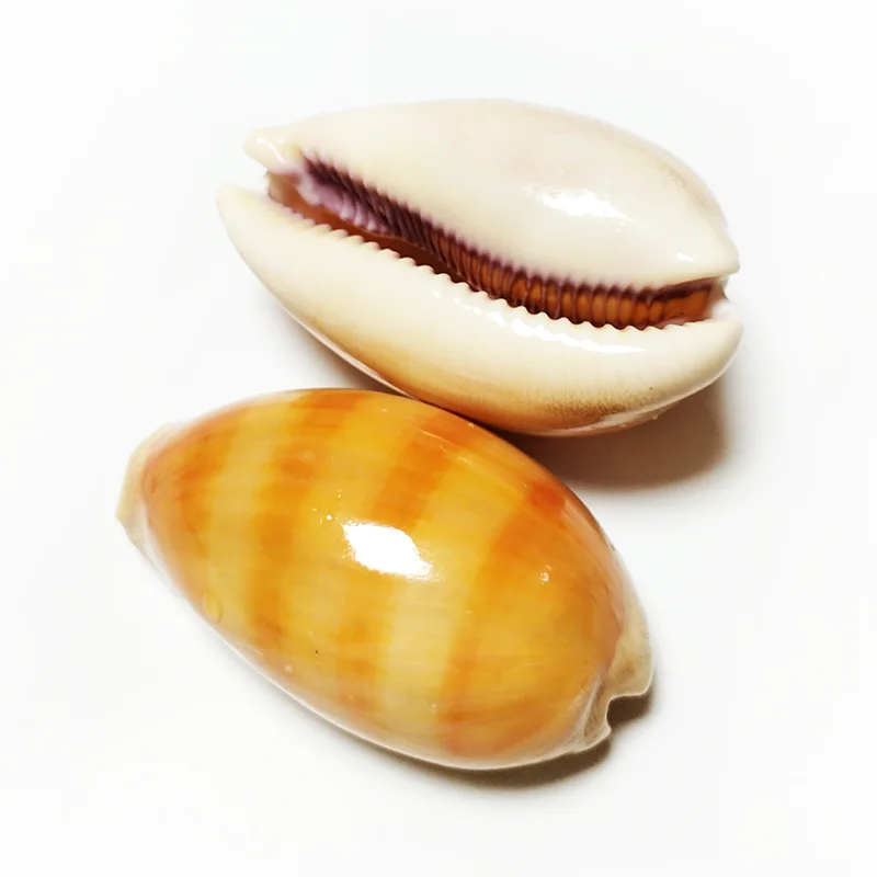 2PC-Red-Banded-Cowry-Sea-Shells-Lyncina-Leviathan-Titan-Bouteti-Wedding ...