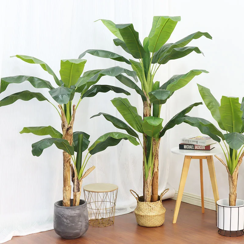 Banana Bonsai Tree