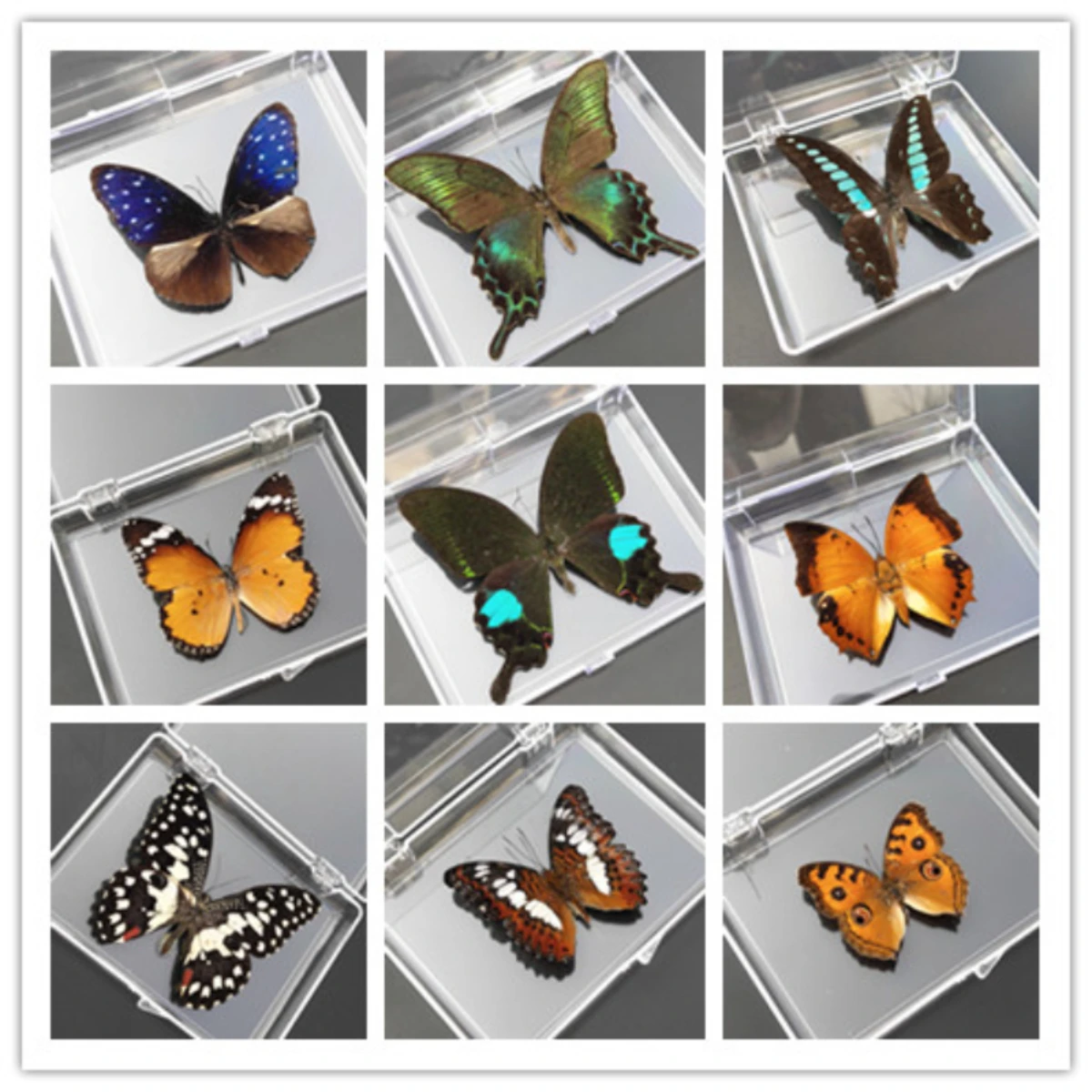 Real-Butterfly-Specimens-Ornaments-Real-Butterfly-Insect-Specimens ...