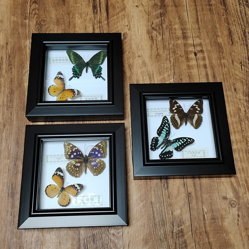 Real-Butterfly-Framed-Handmade-Two-Butterflies-Specimen-in-Shadow-Box ...