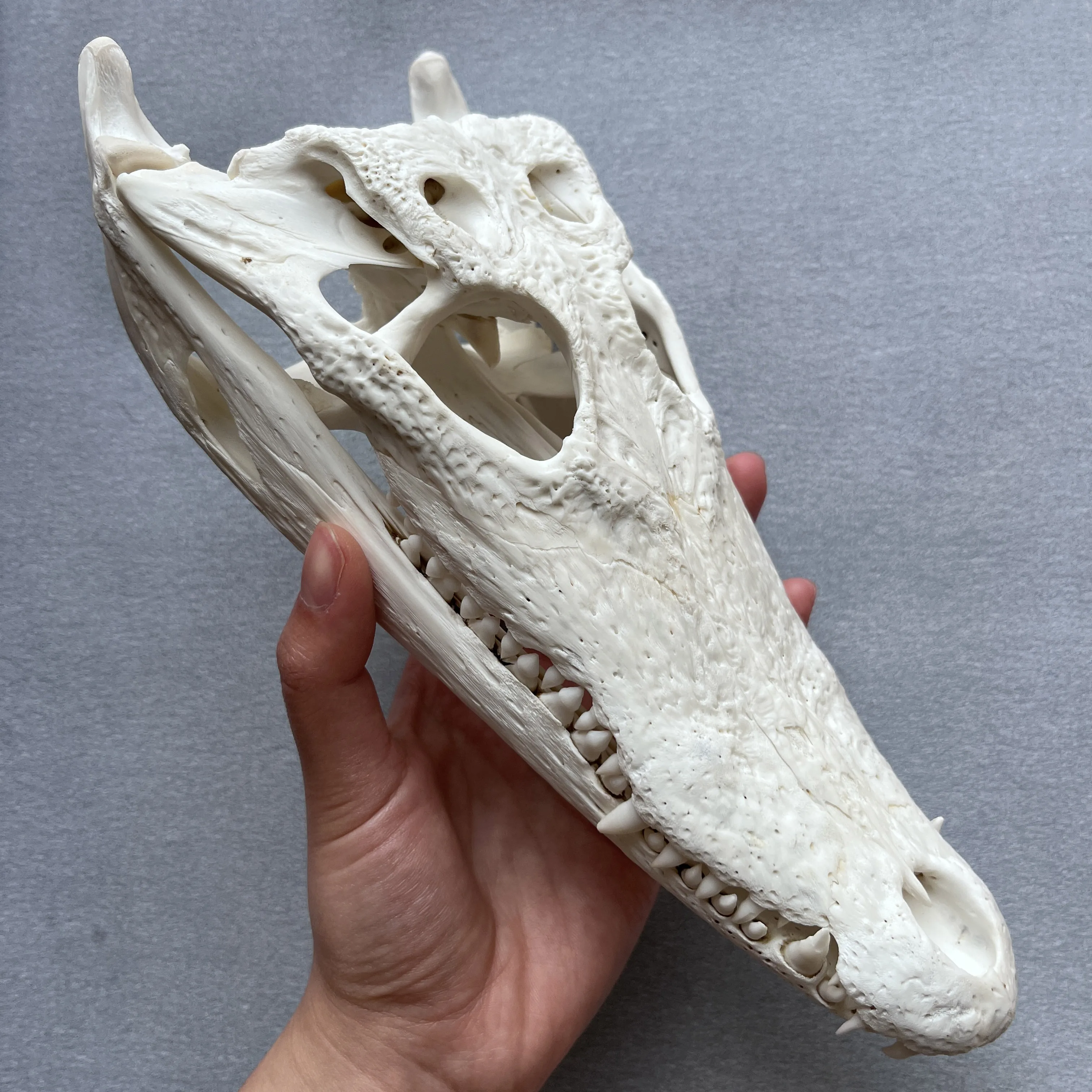 Taxidermy-Real-Bone-Animal-Skull-Home-Decor-Specimen-Collectibles-20 ...