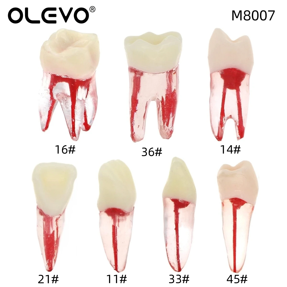 Dental-Endodontic-Root-Canal-Block-RCT-Practice-Endo-Tooth-Model-Endo ...