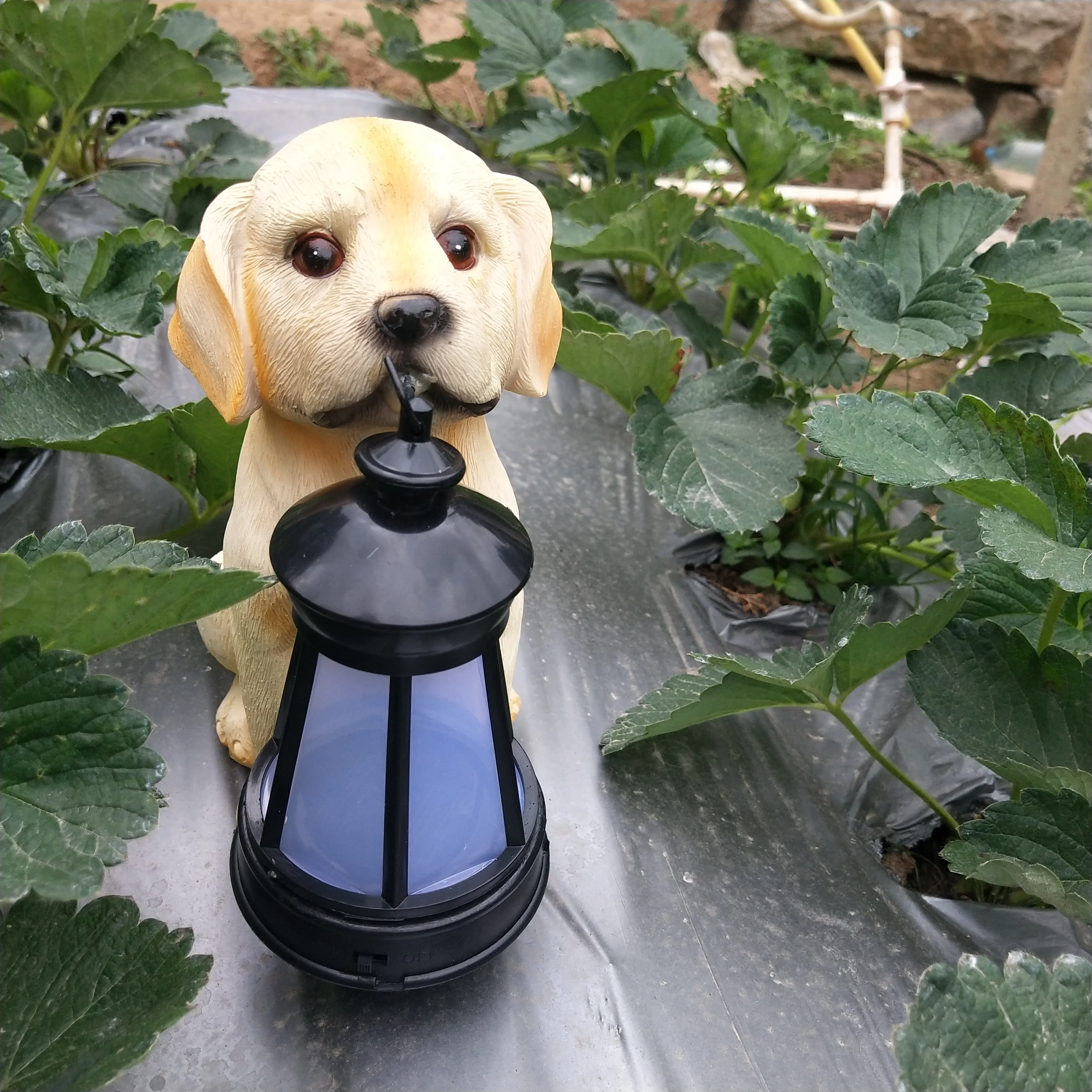 Solar Dogs Lanterns