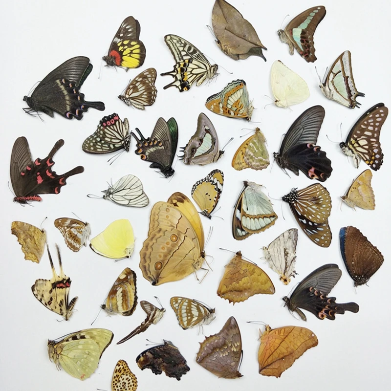Pure-natural-reality-Real-Butterfly-Specimens-without-Spreading-Wings ...