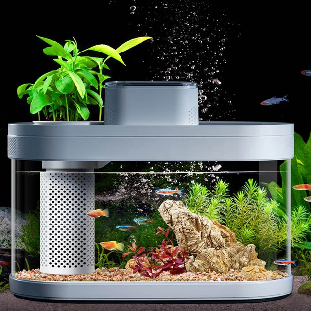 Box Jellyfish Aquarium