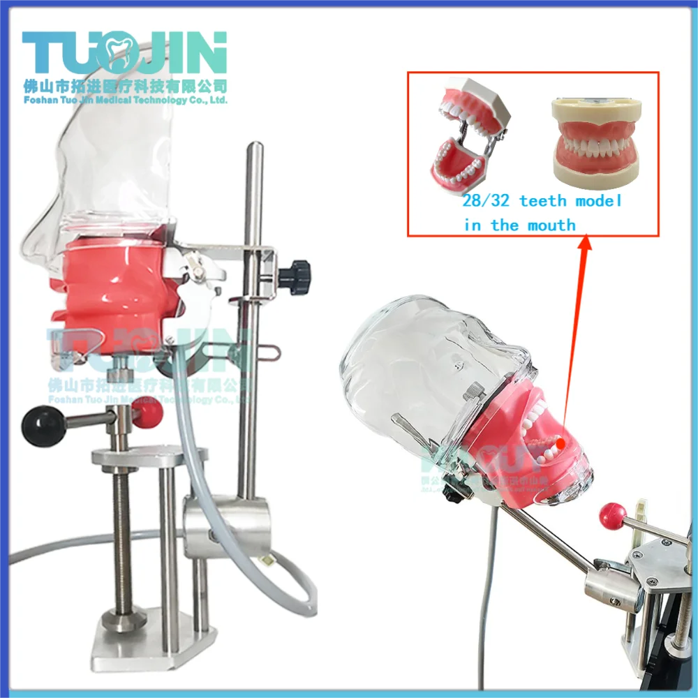 Head-Model-Dental-Simulator-Manikin-Phantom-Surgical-Dental-Phantom ...