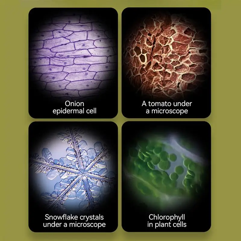 Cells Under A Microscope For Kids