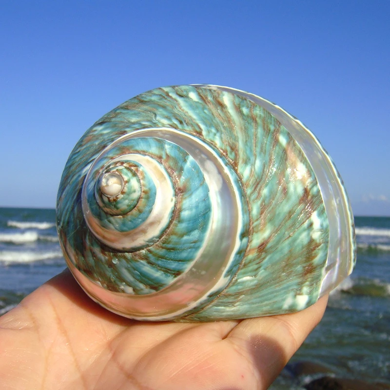 Conch-shell-starfish-striped-green-conch-hermit-crab-fish-tank ...