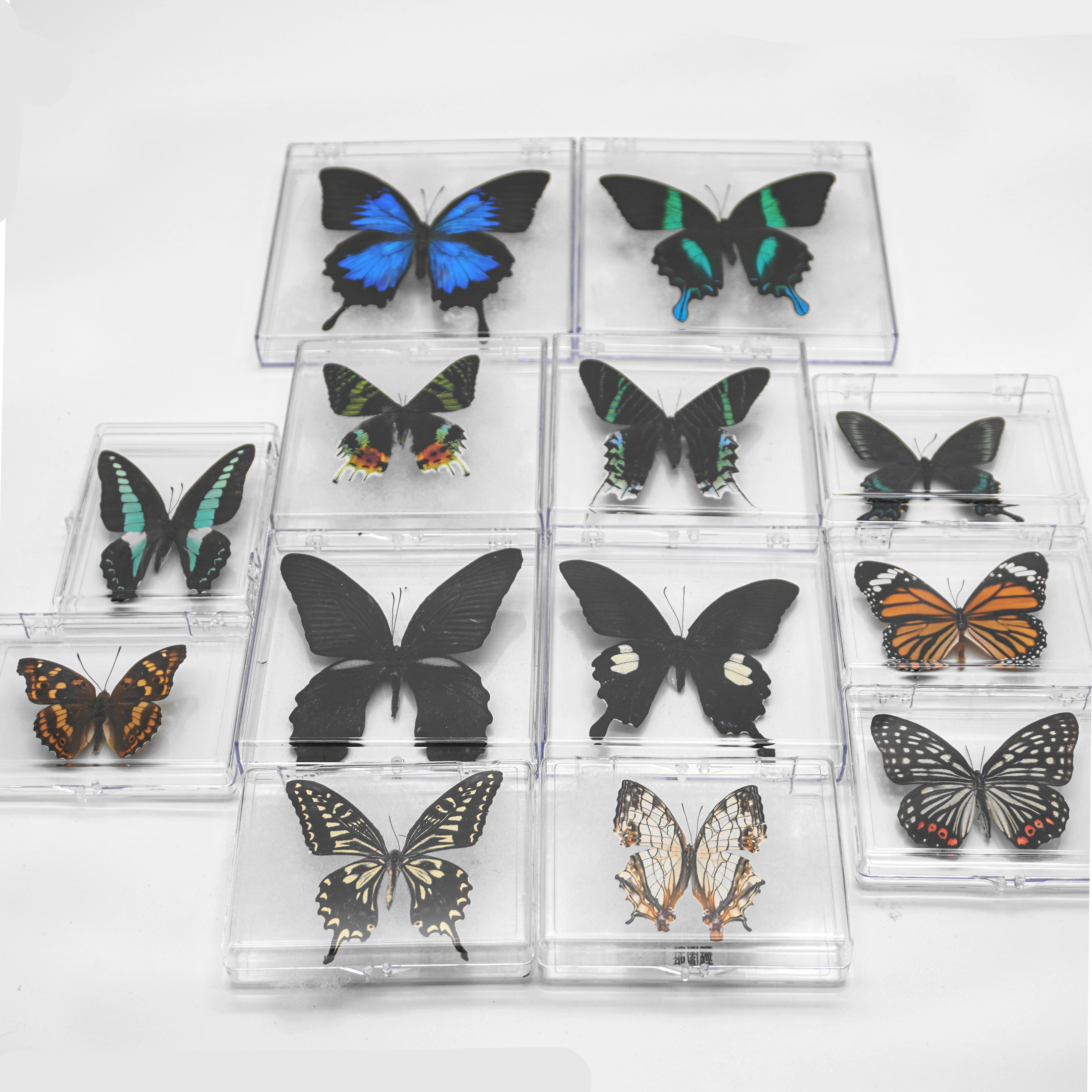 Real-Natural-Butterfly-Specimens-Transparent-Box-With-Variety ...