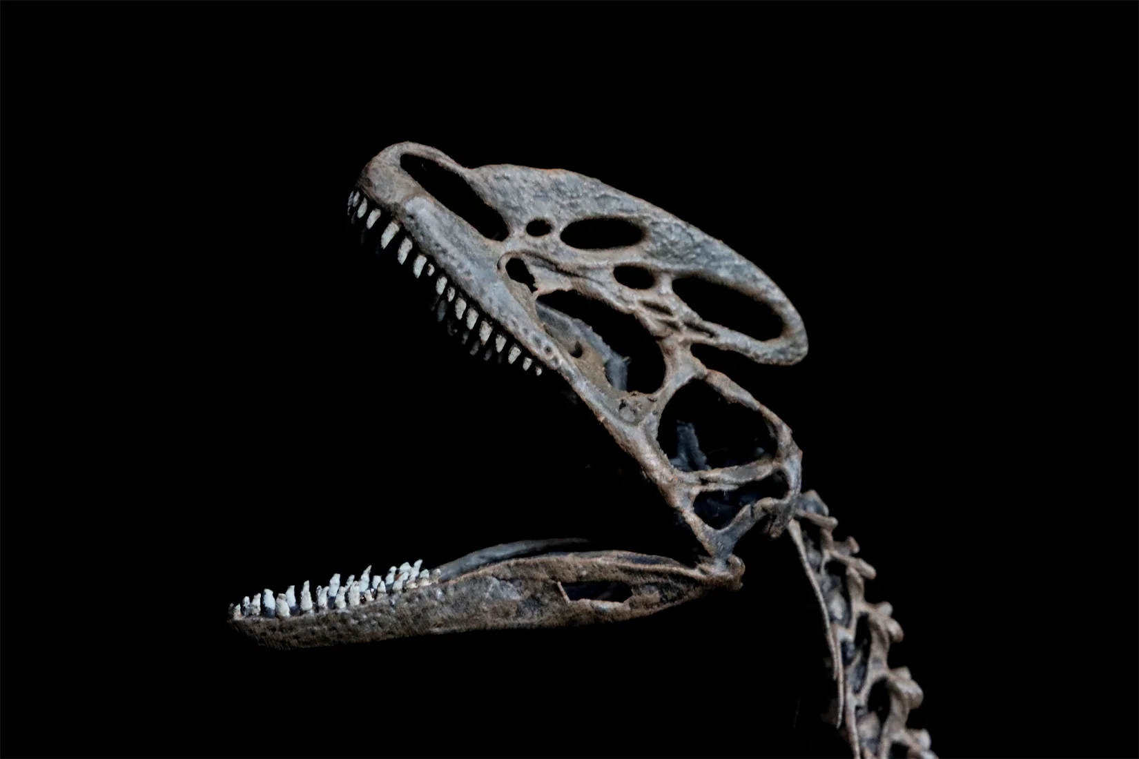 Guanlong Skeleton